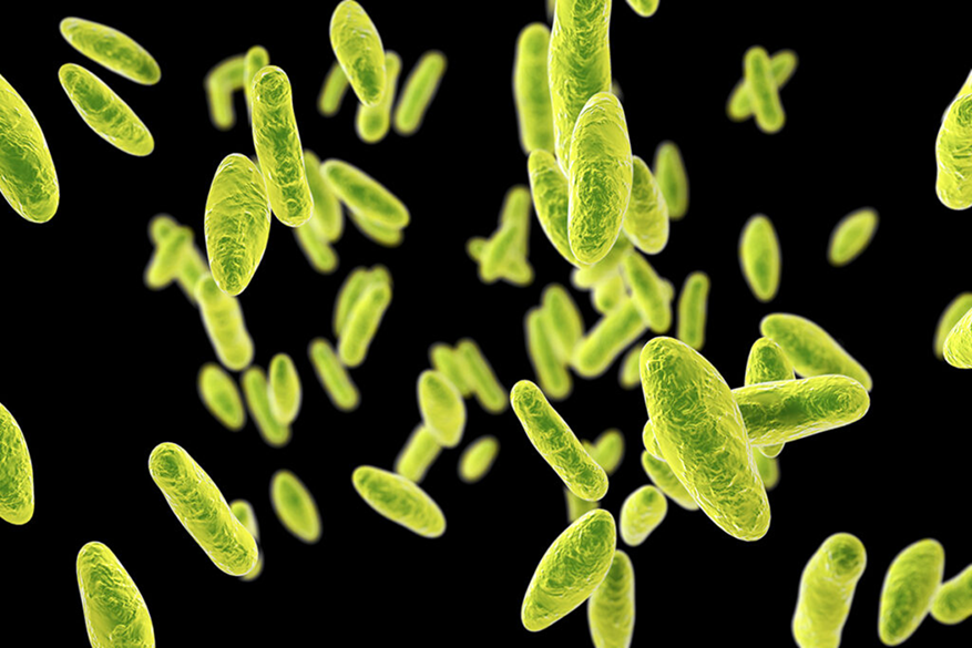 Brucellosis in domestic dogs - Home